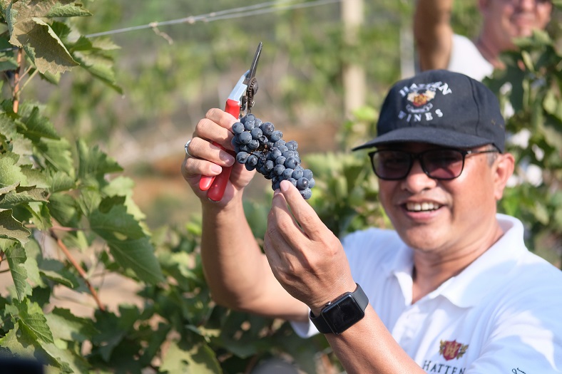 Cheers to 31 Years: Taste the Legacy with Hatten Wines - The Bali Life ...